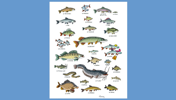 Poster Poisson | La Vandoise